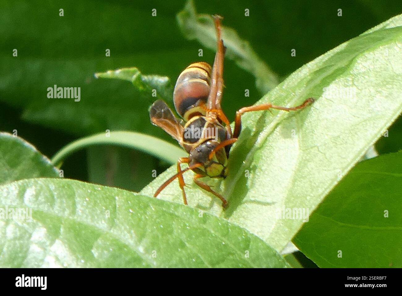 Paper Wasps (Polistinae), Insecta, Seventeen Mile Rocks QLD 4073 ...