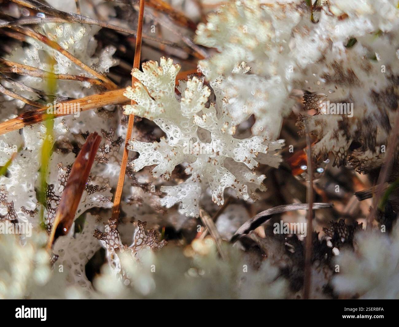 Coral lichen (Pulchrocladia retipora), Fungi, Southland 9818, New ...