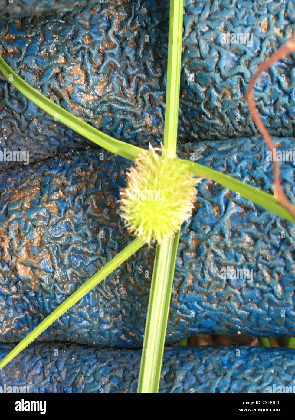 Shortleaf Spikesedge (Cyperus brevifolius), Plantae, North Island ...