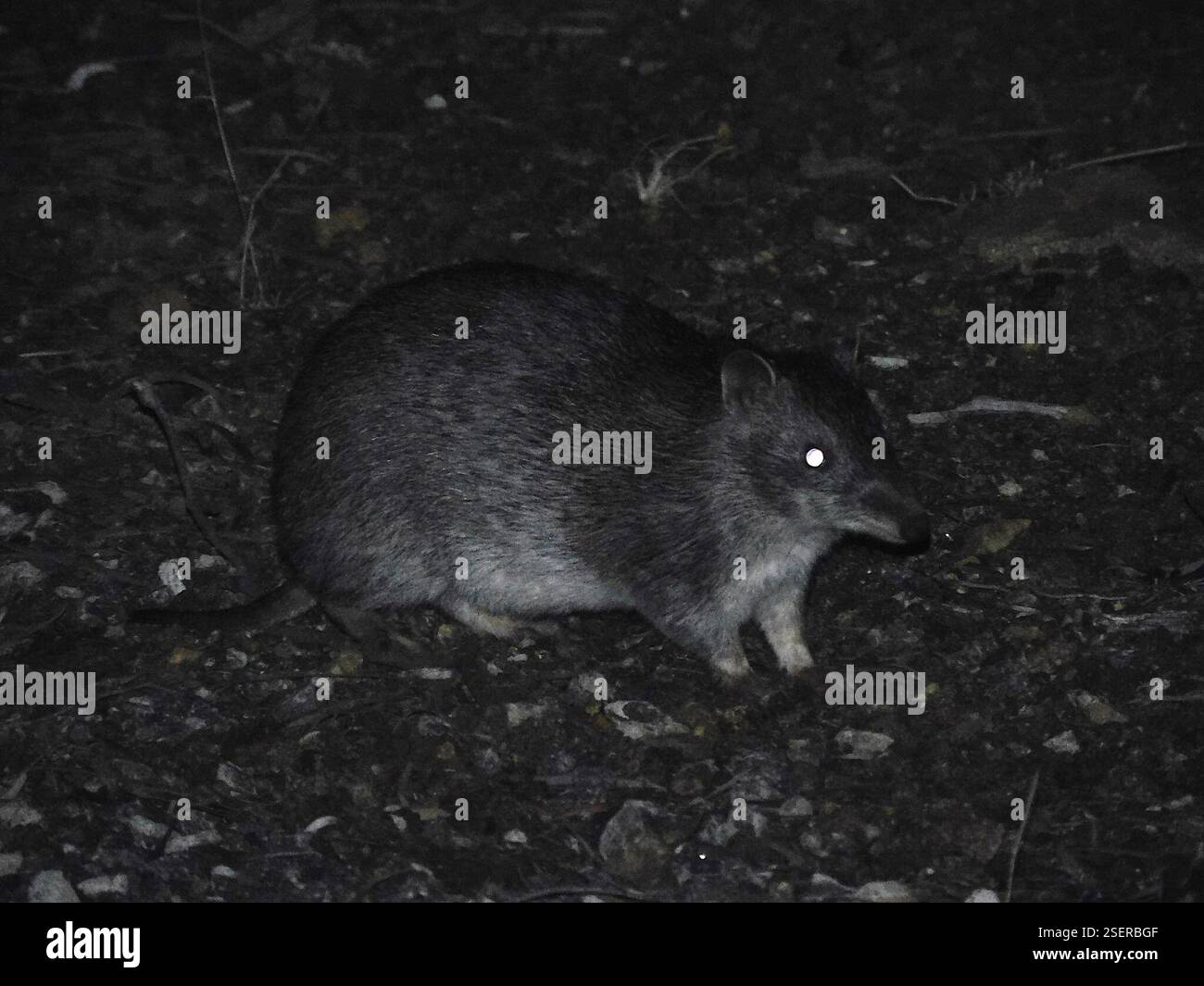 Southern Brown Bandicoot (Isoodon obesulus), Mammalia, Hobart TAS ...