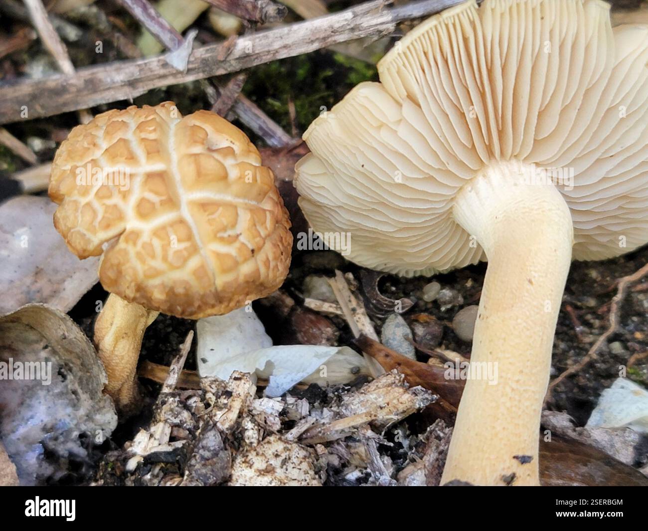 Mulch Fieldcap (Agrocybe putaminum), Fungi, Te Anau, New Zealand Stock ...