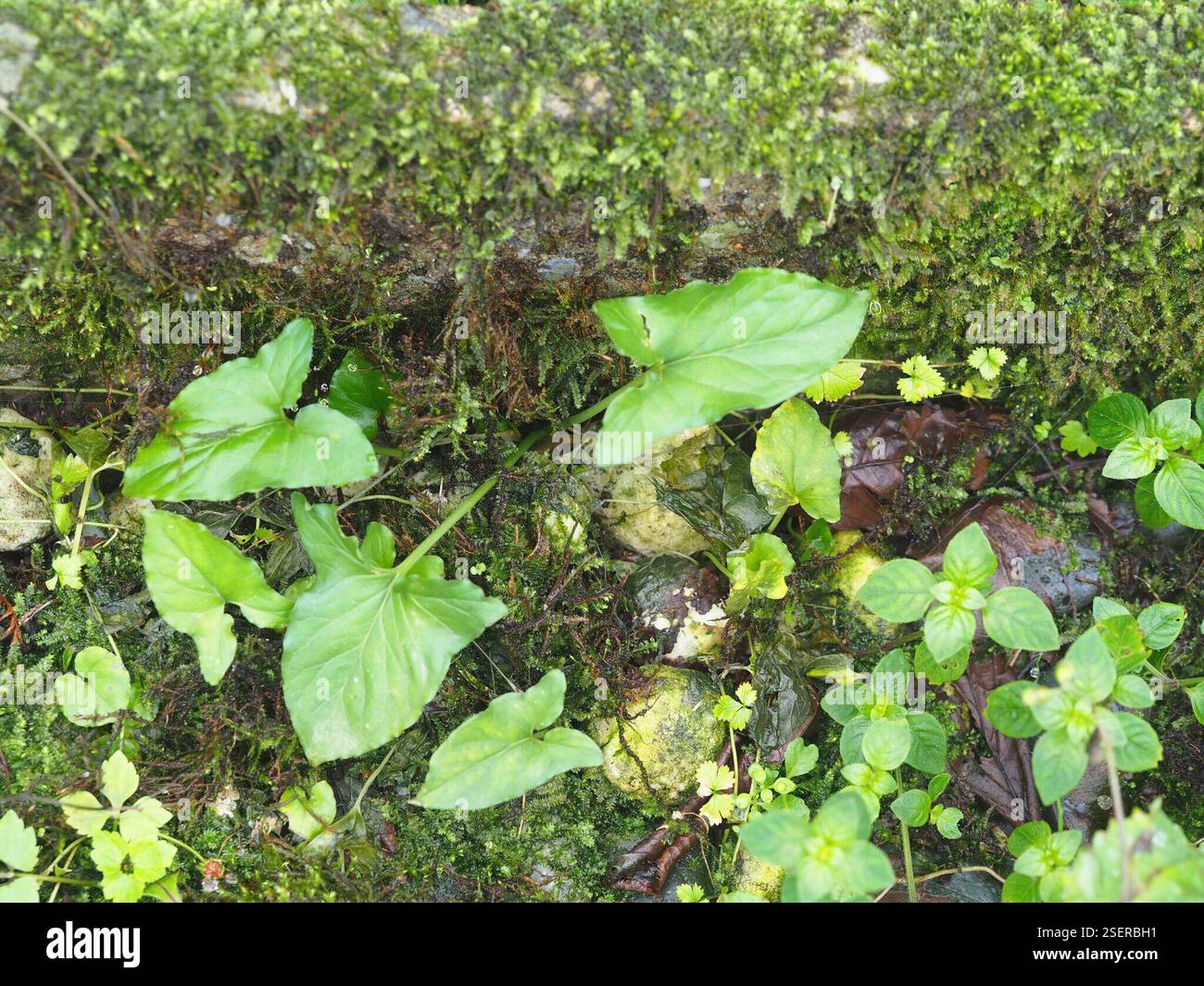 Divaricate Typhonium (Typhonium blumei), Plantae, 台灣台北 Stock Photo - Alamy