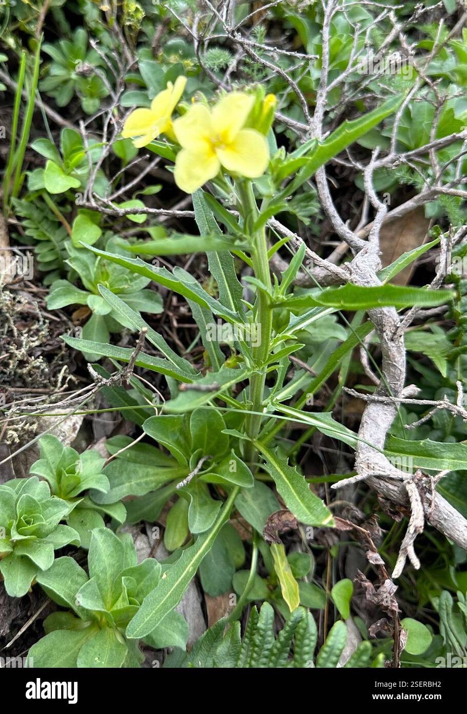 San Francisco wallflower (Erysimum franciscanum), Plantae, California ...
