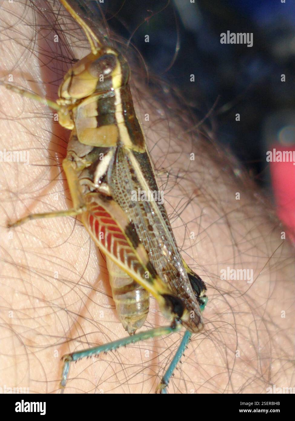 (Dichroplus vittatus), Insecta, Argentina, Basado en la sugerencia de iNaturalist Stock Photo ...