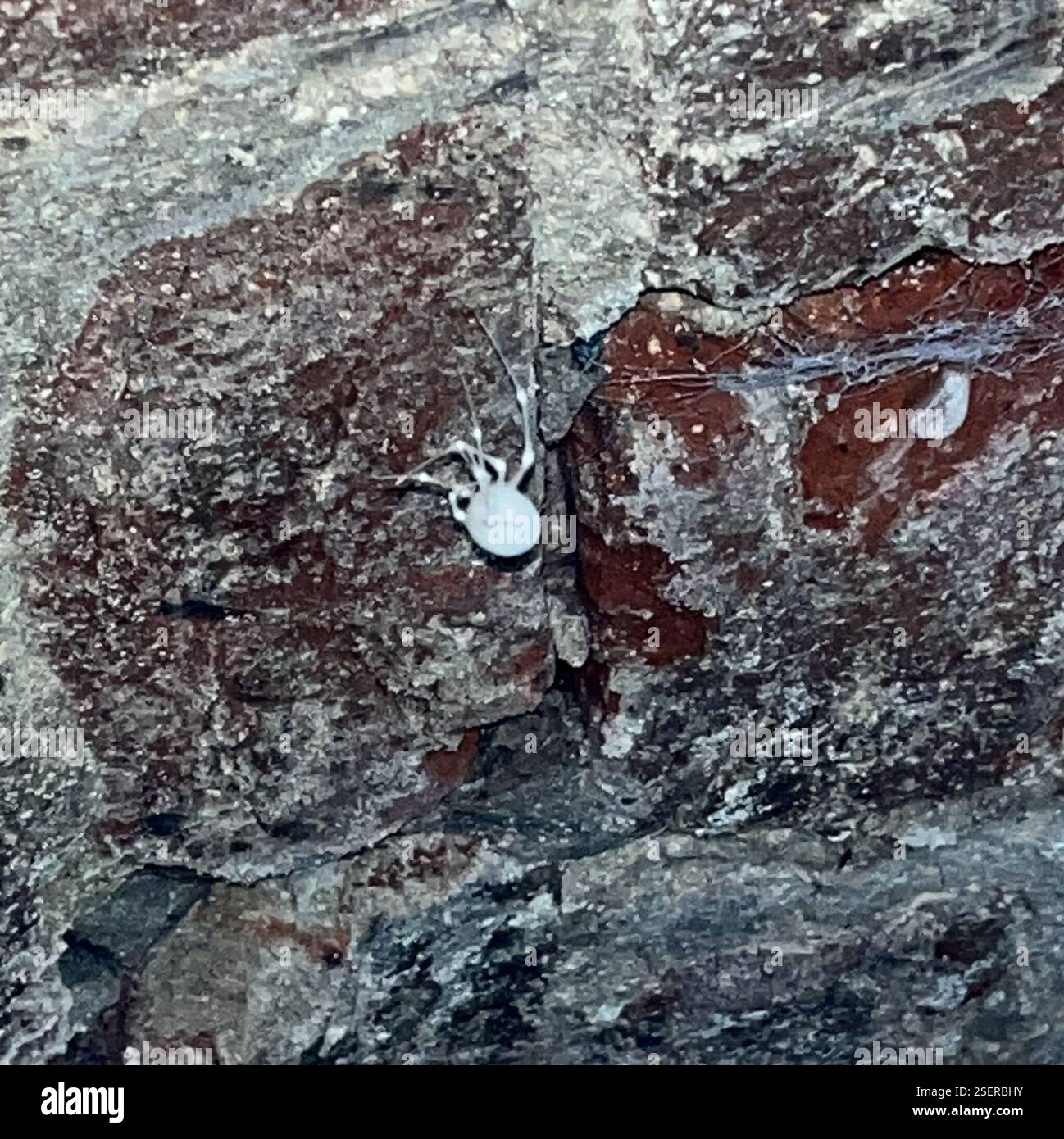 (Engyodontium aranearum), Fungi, Zamek Krzyżacki w Sztumie, Pomeranian ...