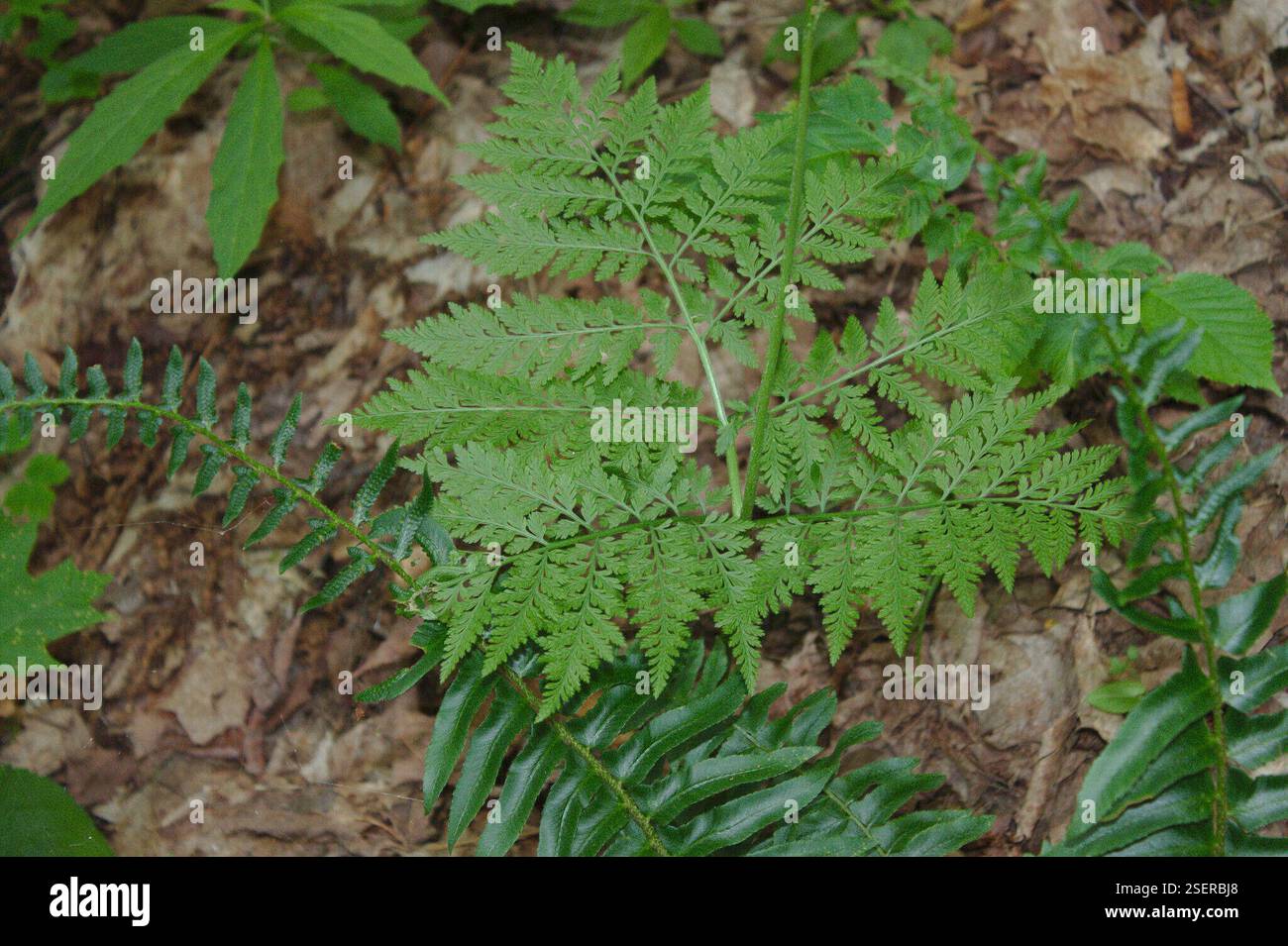rattlesnake fern (Botrypus virginianus), Plantae, Orford, QC, Canada ...