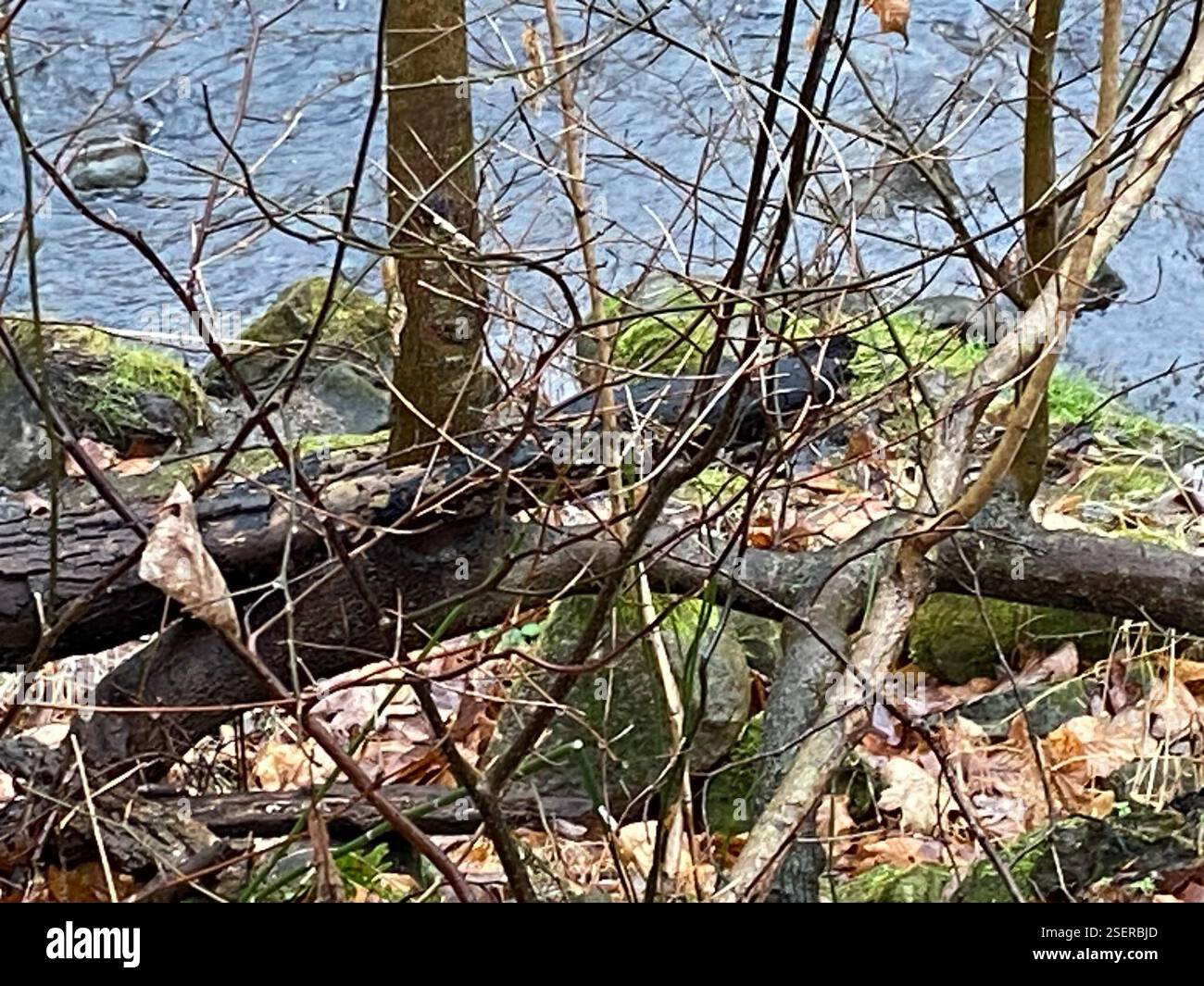 American beech (Fagus grandifolia), Plantae, Galehouse Rd, Doylestown ...