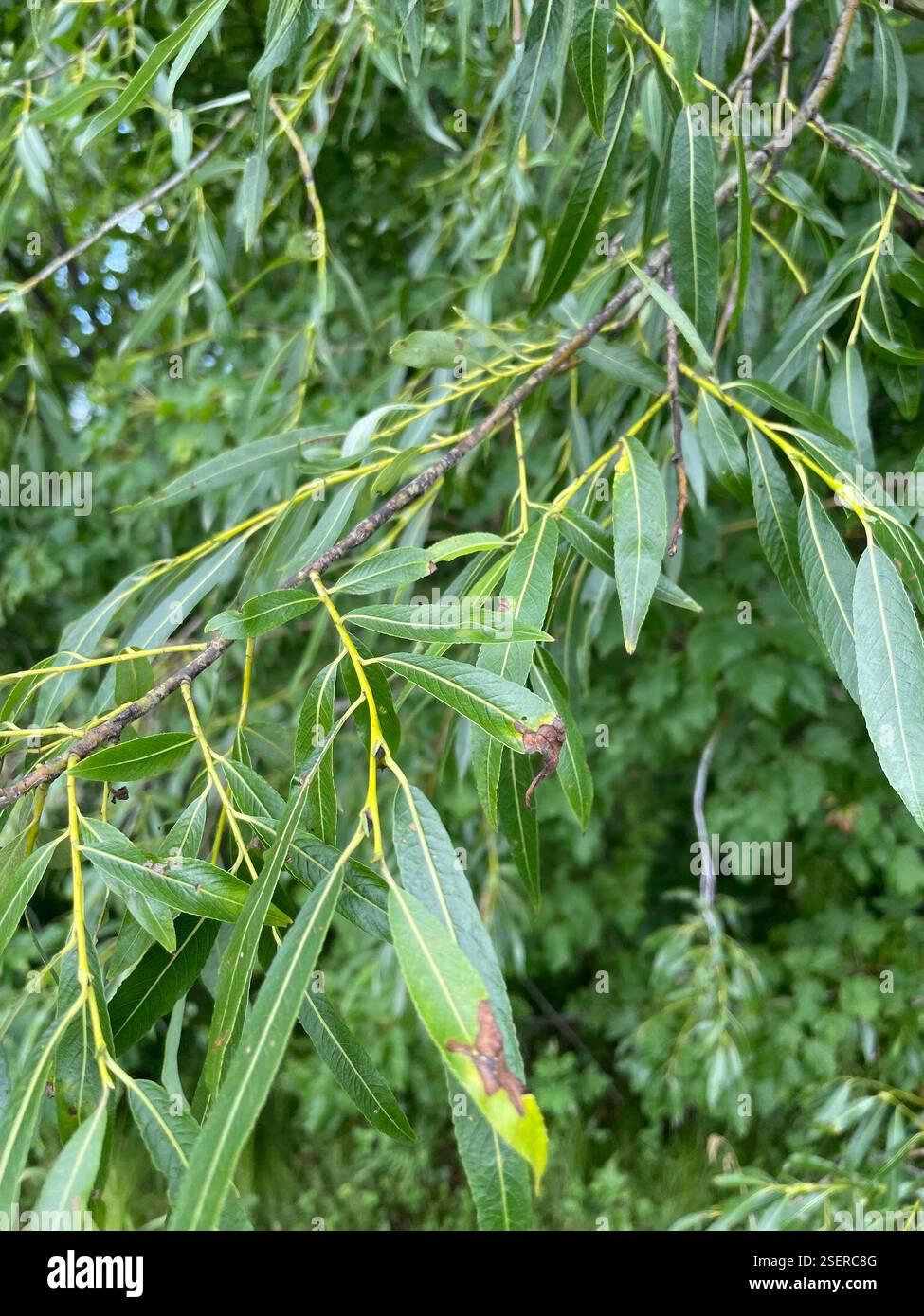 Siberian Violet-willow (Salix acutifolia), Plantae, Kochkurovskiy rayon ...