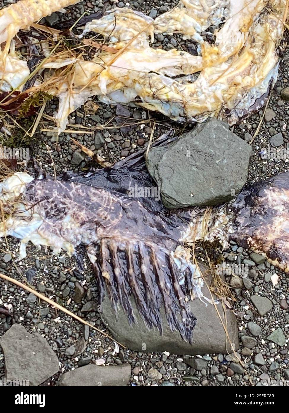 Lingcod (Ophiodon elongatus), Actinopterygii, Hathaway Rd, Nanaimo, BC ...
