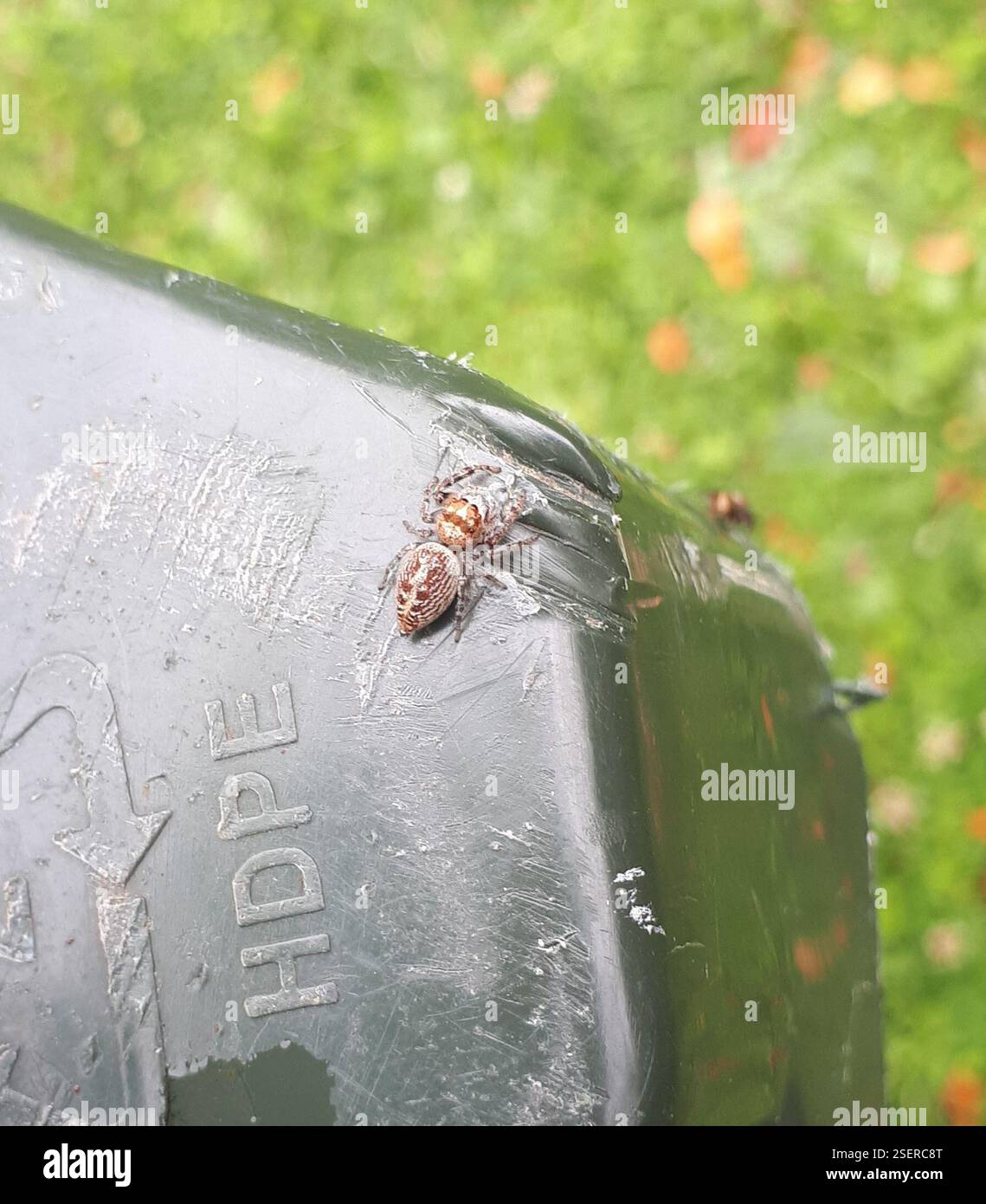Cyclops Jumping Spider (Opisthoncus polyphemus), Arachnida, Fairfield ...