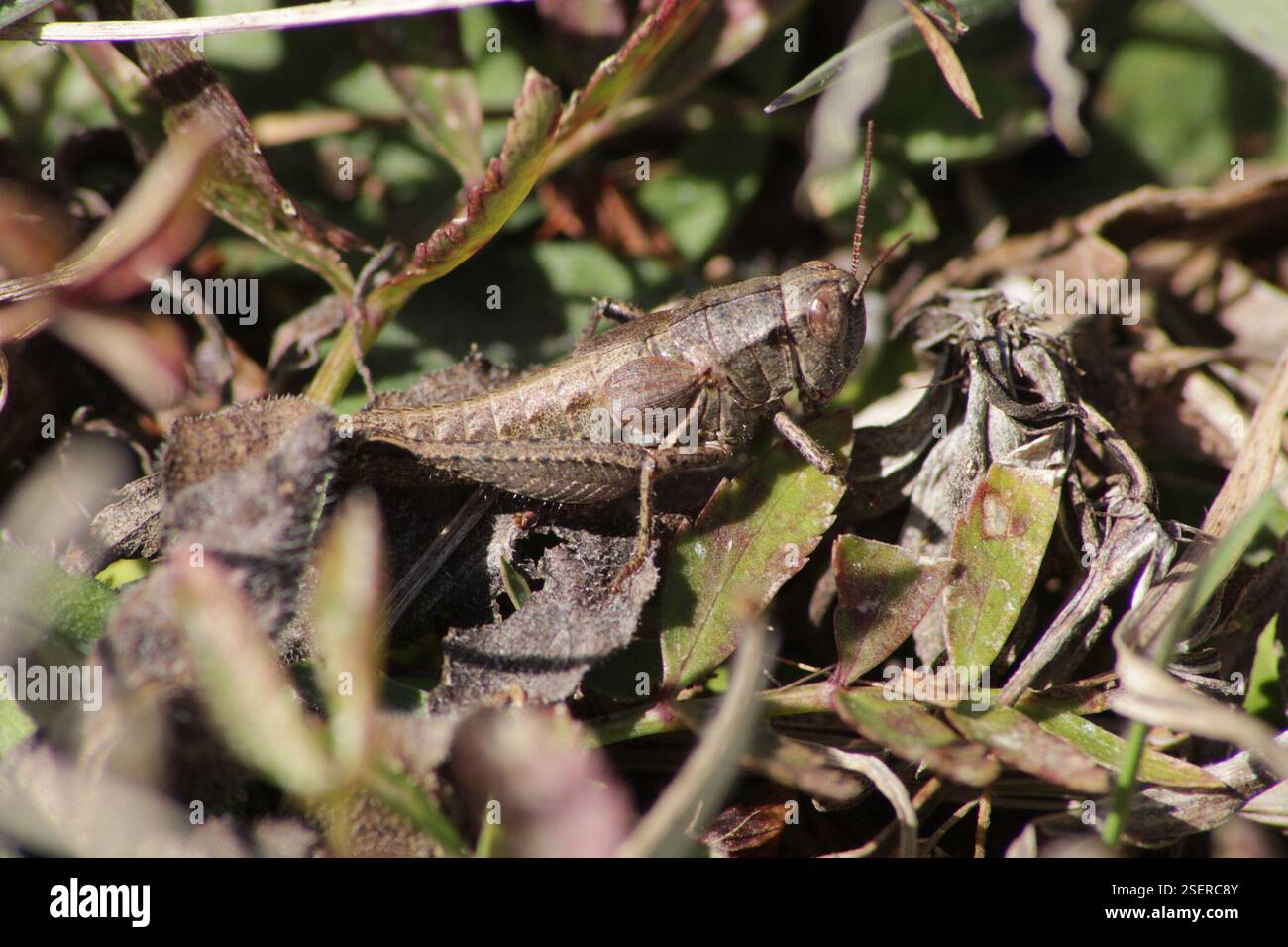 Spur-throated Grasshoppers (Melanoplinae), Insecta, Tecolotlán, Jal ...