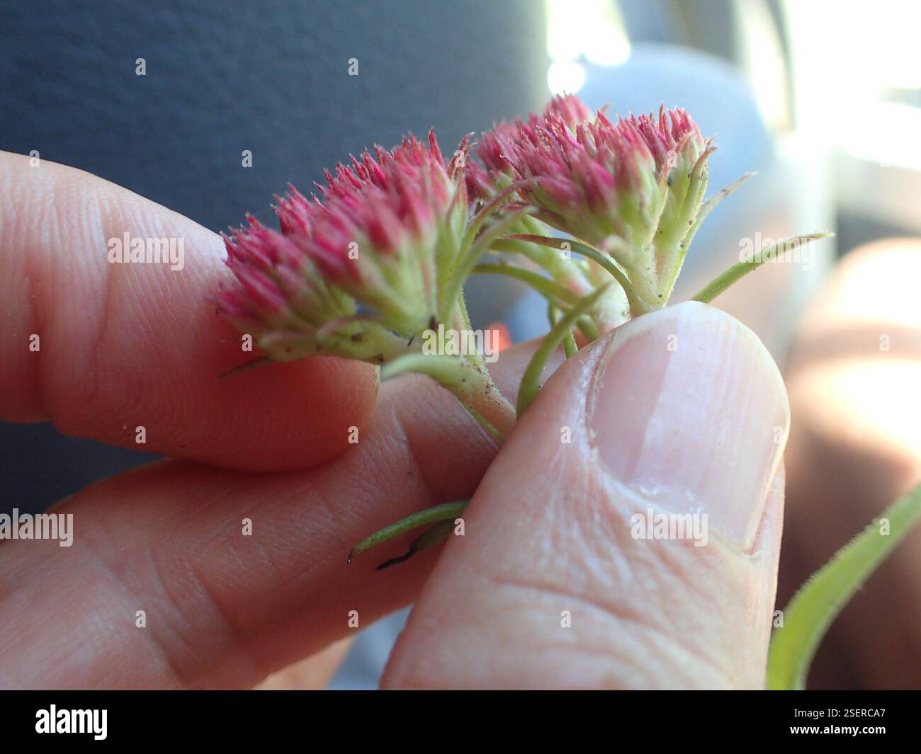 grassland red crassula (Crassula alba), Plantae, Mgangeni, Maphephetha ...