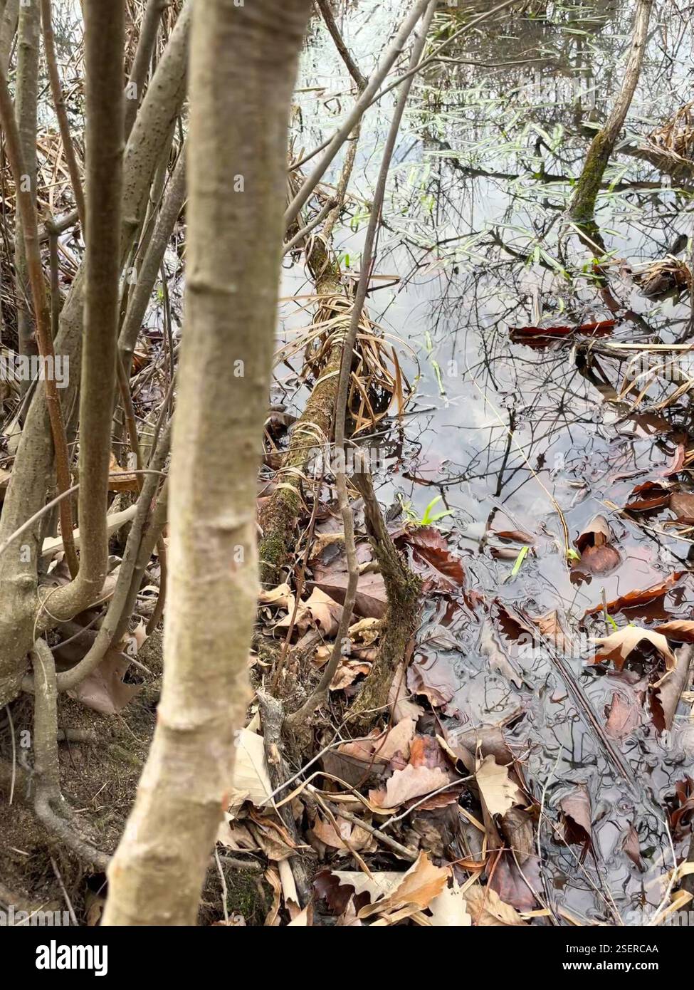smooth alder (Alnus serrulata), Plantae, North Carolina, US, Edge of ...