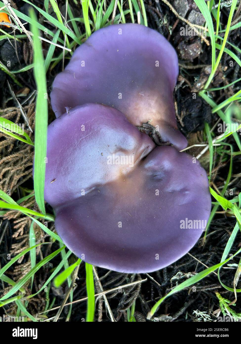 Blewit (Collybia nuda), Fungi, Los Osos Valley Rd, Los Osos, CA, US ...