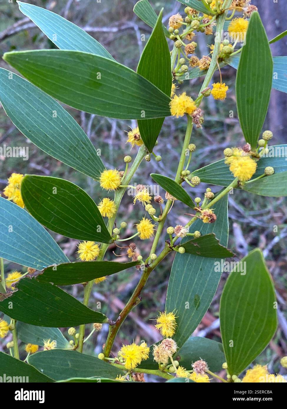 flat-stemmed wattle (Acacia complanata), Plantae, Blunder Creek Reserve ...