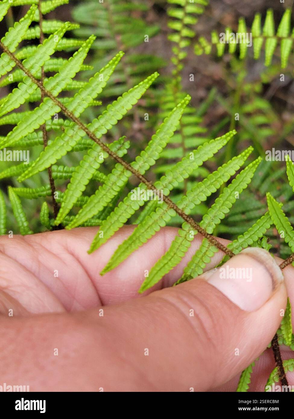 scrambling coral-fern (Gleichenia microphylla), Plantae, Rakiura ...