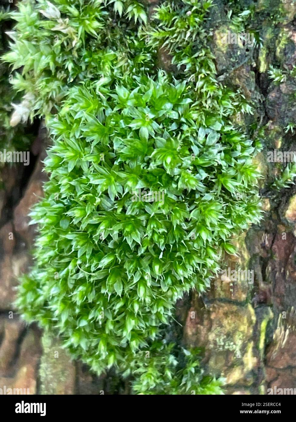 Capillary Thread-moss (Ptychostomum capillare), Plantae, Bosbadlaan ...