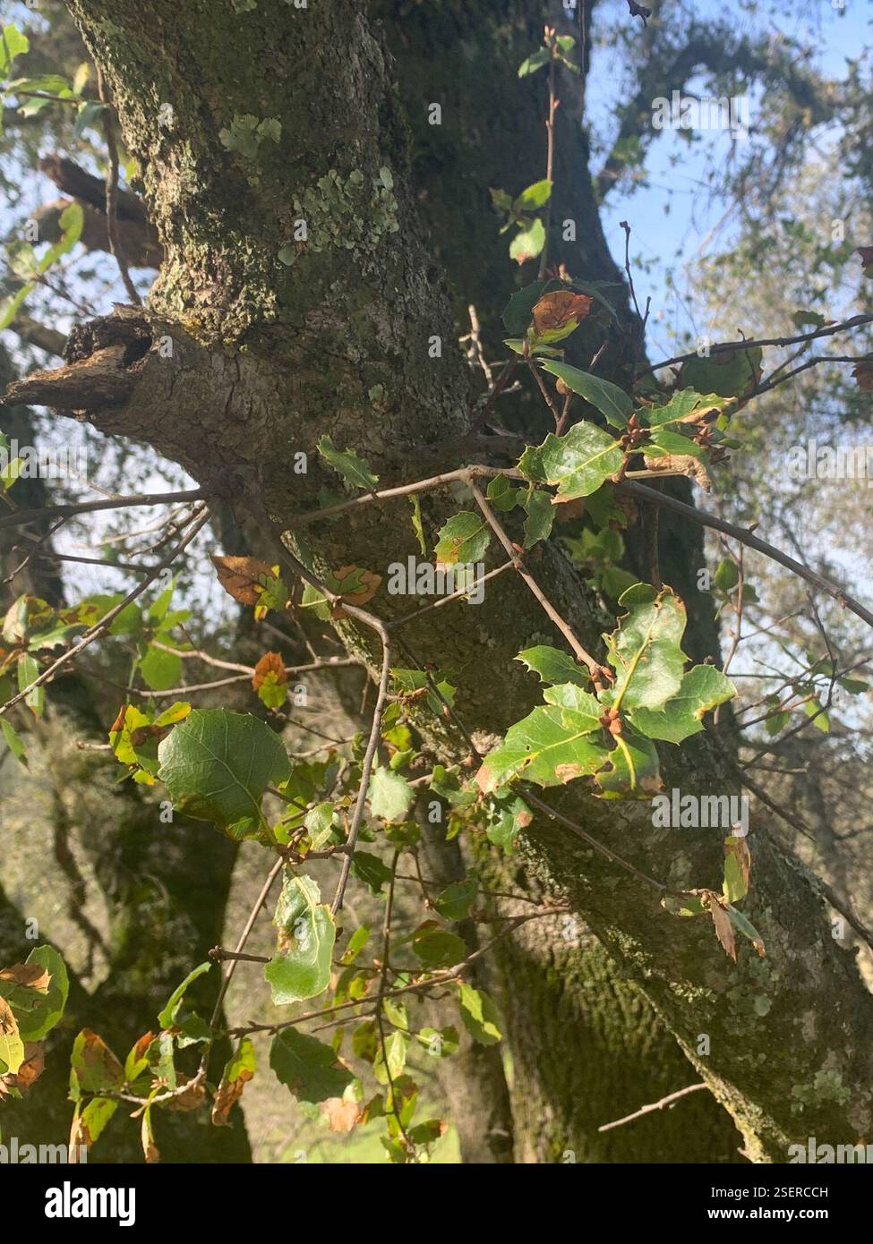 interior live oak (Quercus wislizeni), Plantae, Hidden Falls Regional ...