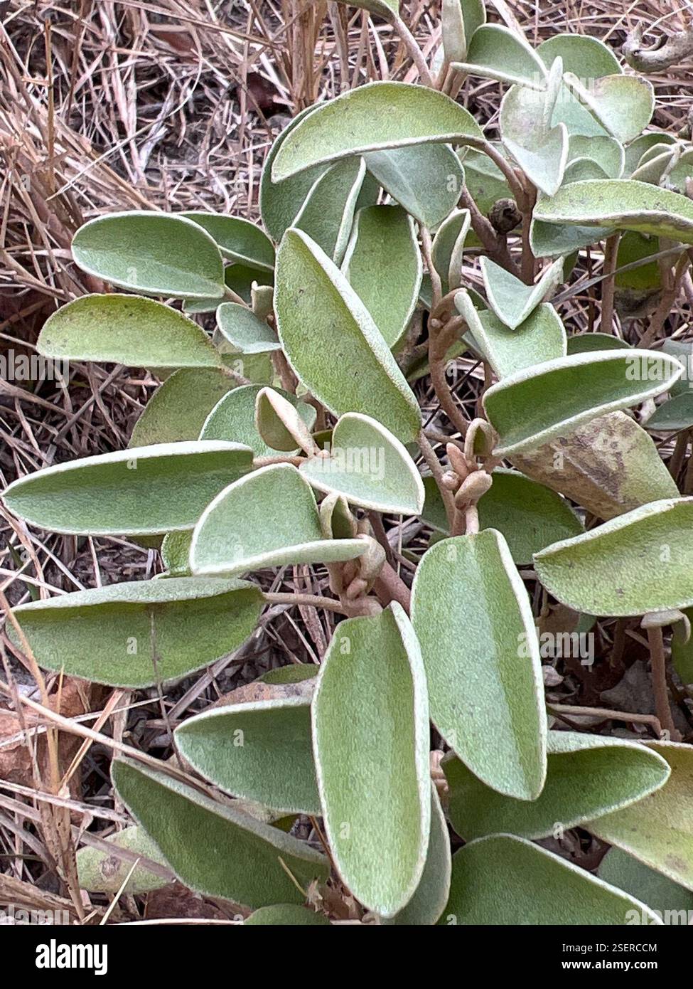 Beach Croton (Croton punctatus), Plantae, Cape Hatteras National ...
