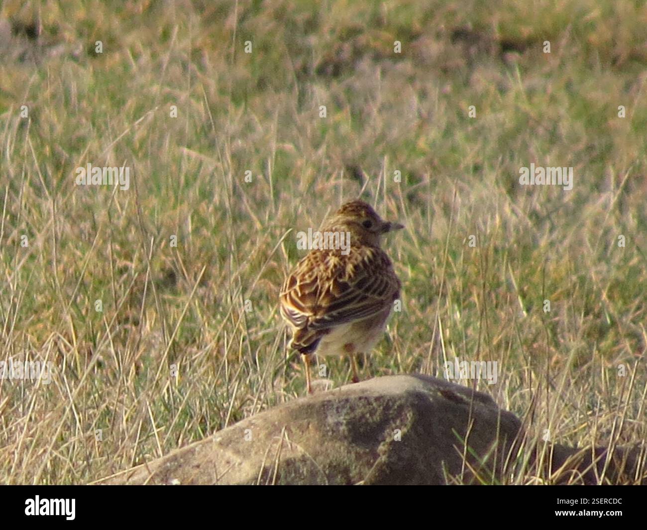 Eurasian Skylark (Alauda arvensis), Aves, Waverley Lake, Sheffield S60 ...