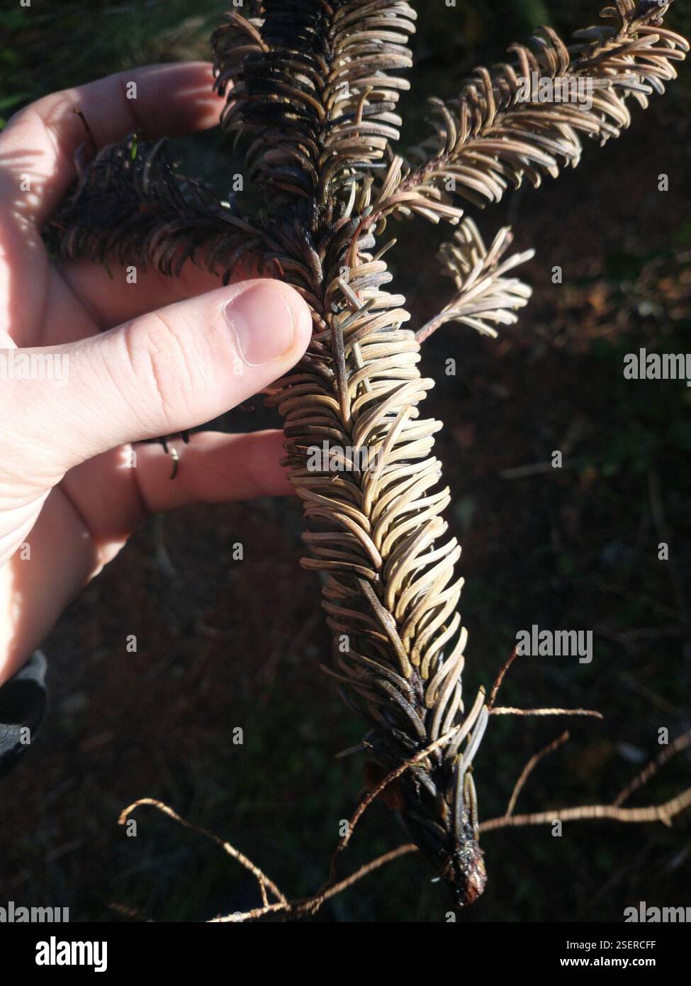 noble fir (Abies procera), Plantae, Tillamook, OR 97141, USA, Very ...