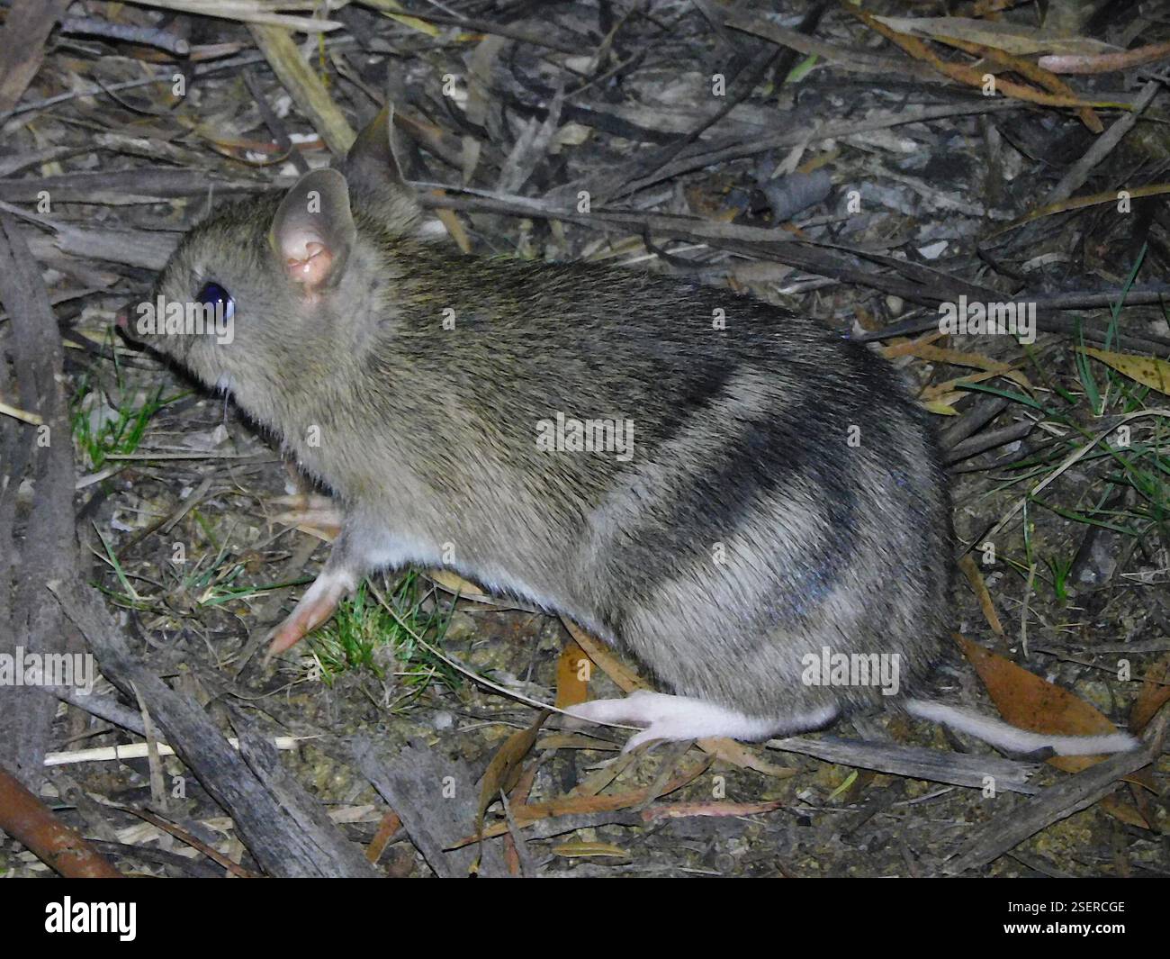 Eastern Barred Bandicoot (Perameles gunnii), Mammalia, Hobart TAS ...