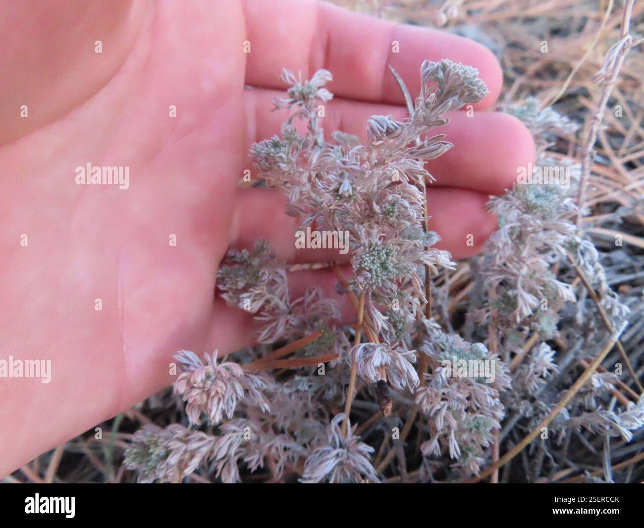 fringed sagebrush (Artemisia frigida), Plantae, Wind Cave National Park ...