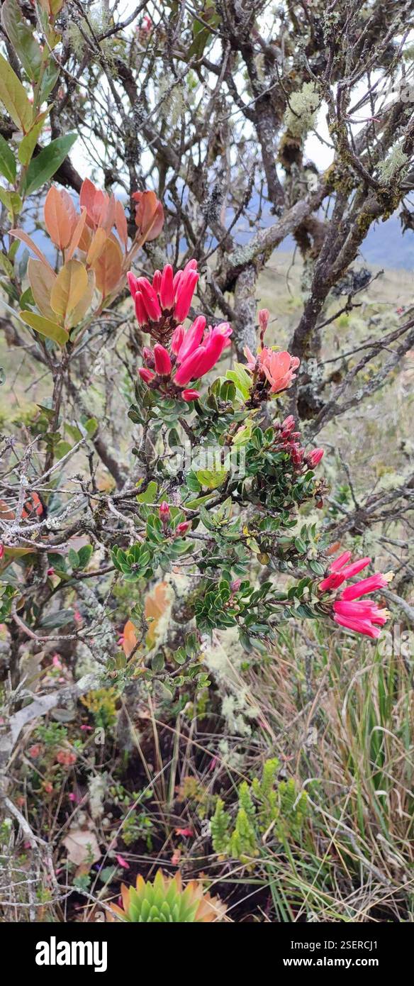 (Bejaria resinosa), Plantae, Ubaque, Cundinamarca, Colombia Stock Photo ...
