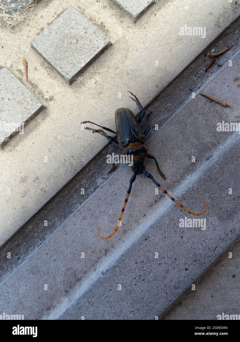 (Retrachydes thoracicus thoracicus), Insecta, Metrobús Sur - Ramal ...