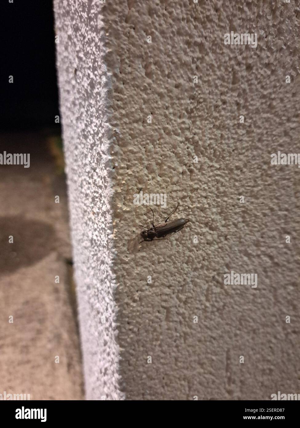 Burnt pine longhorn (Arhopalus ferus), Insecta, Motuoapa 3382, New ...