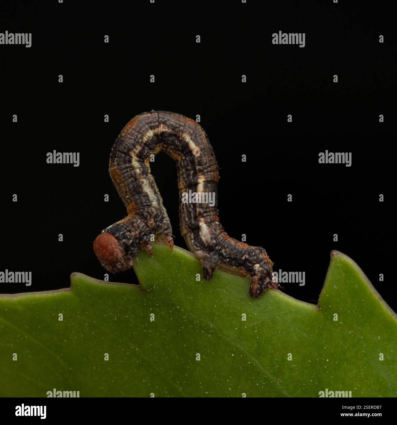(Ennominae), Insecta, Little River, New Zealand Stock Photo - Alamy