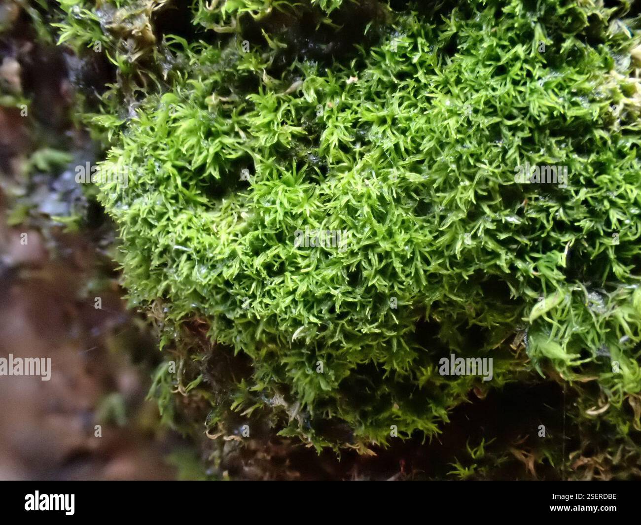 mosses (Bryophyta), Plantae, Nieuwe Tiend, Udenhout, North Brabant, NL ...
