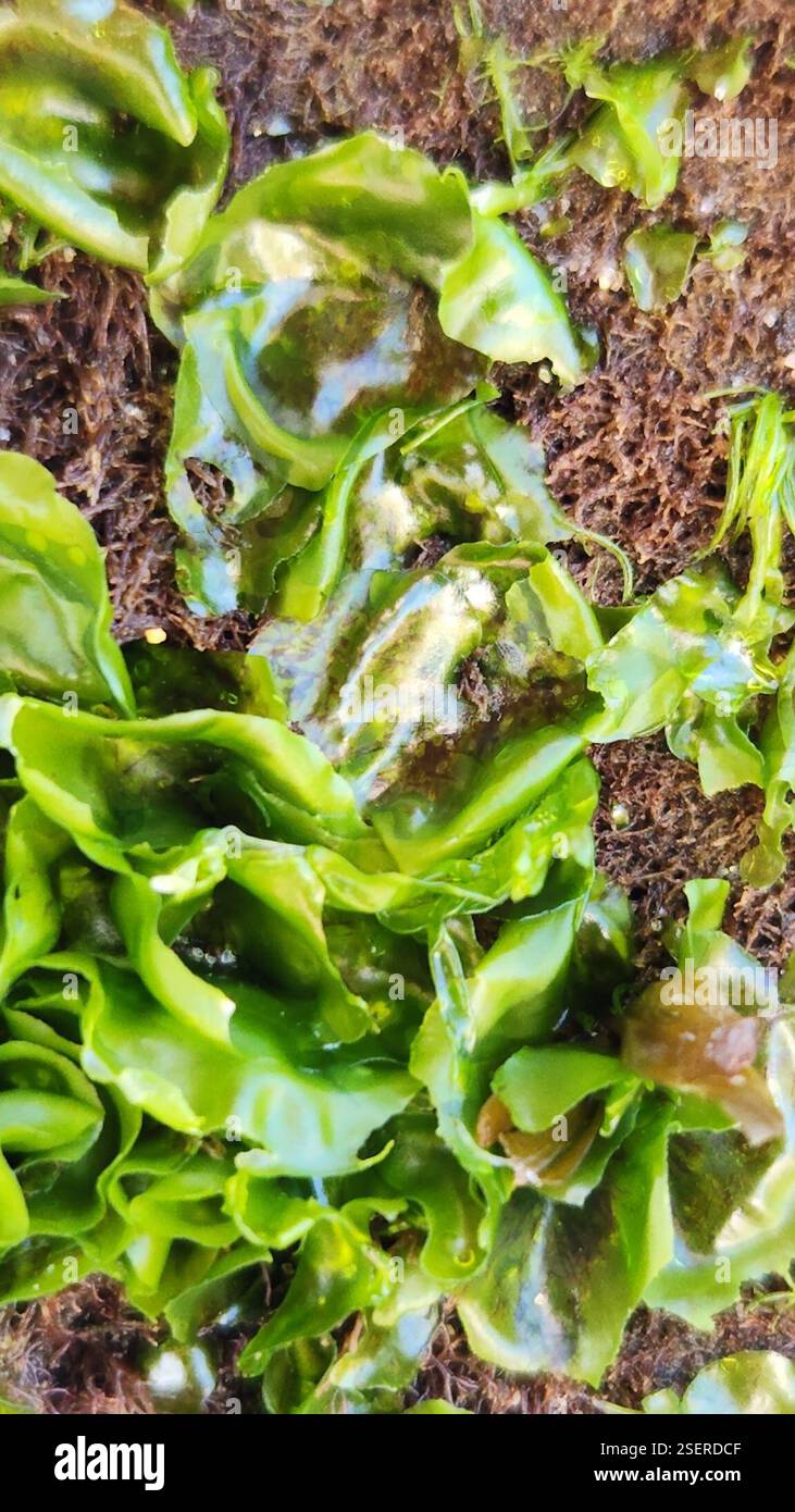 Broadleaf Sea Lettuce (Ulva lactuca), Plantae, Orange County, CA, USA Stock Photo - Alamy