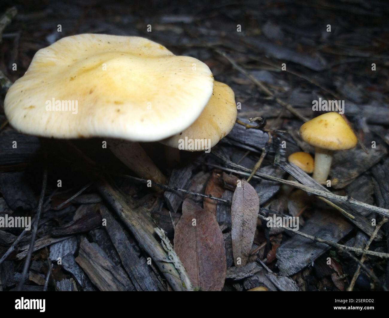 Basidiomycete Fungi (Basidiomycota), Fungi, California State University ...