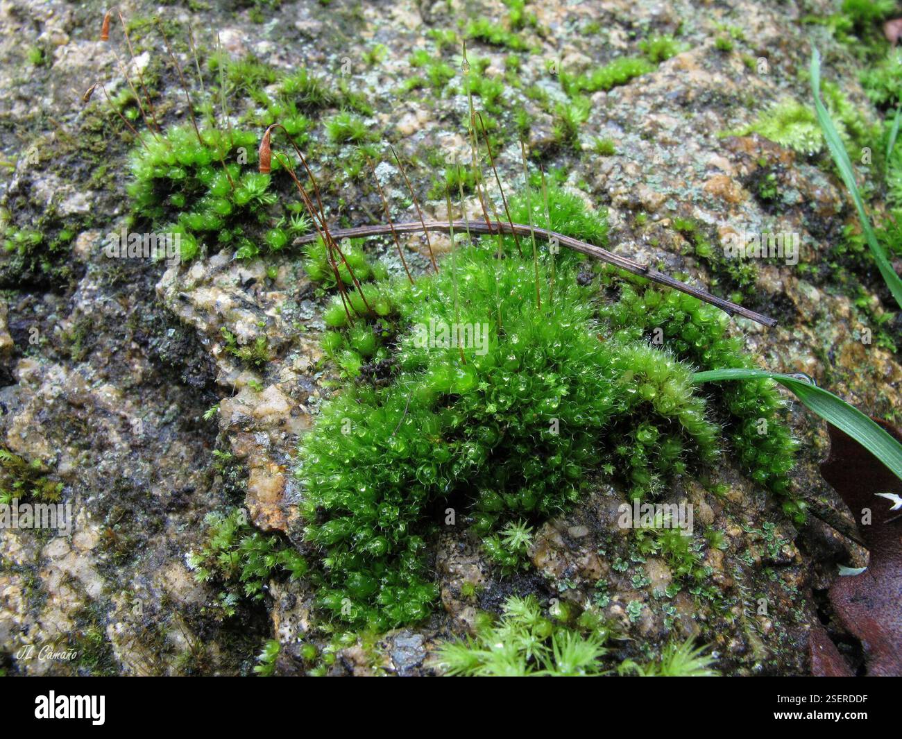 Capillary Thread-moss (Ptychostomum capillare), Plantae, Ourense ...