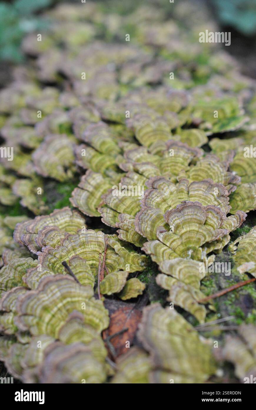 (Trichaptum), Fungi, Framingham, MA, USA Stock Photo - Alamy