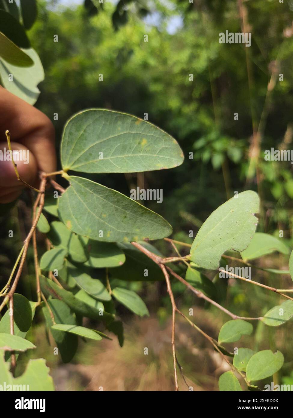 (Hardwickia binata), Plantae, 471/9.krishnasamy street,On sakthinagar ...