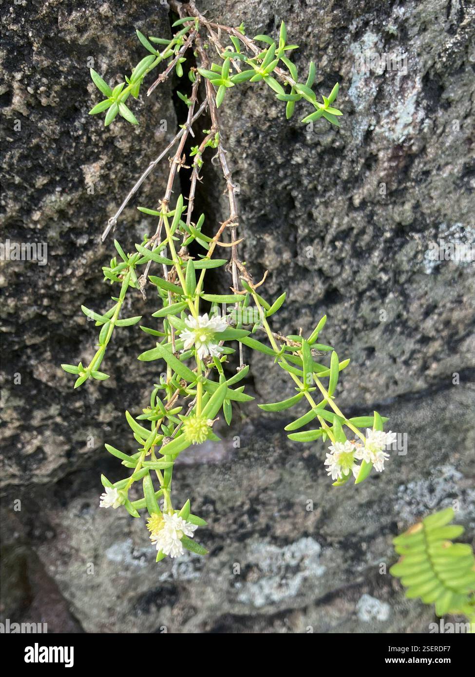 shrubby false buttonweed (Spermacoce verticillata), Plantae, Saint ...
