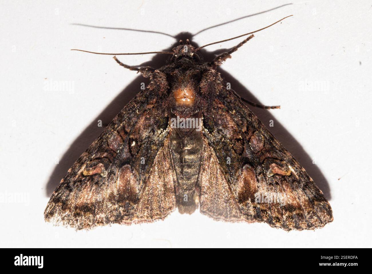 (Meterana dotata), Insecta, Southland District, Southland, New Zealand ...