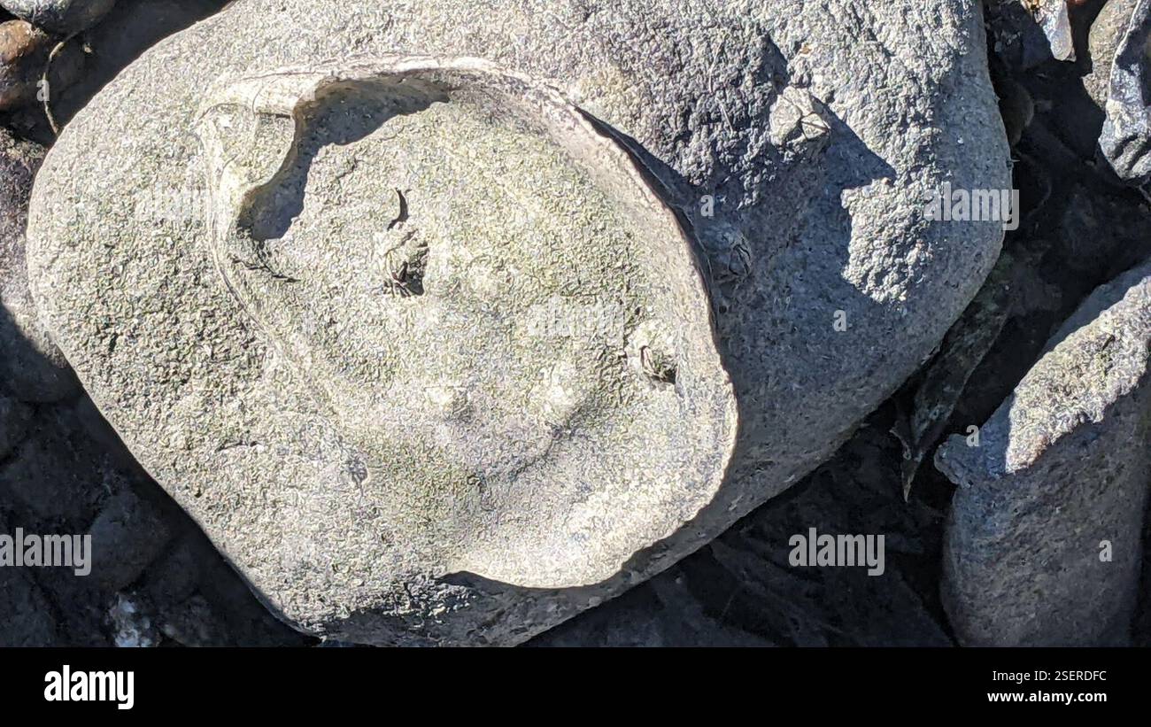 Eastern Oyster (Crassostrea virginica), Mollusca, Bronx County, The ...