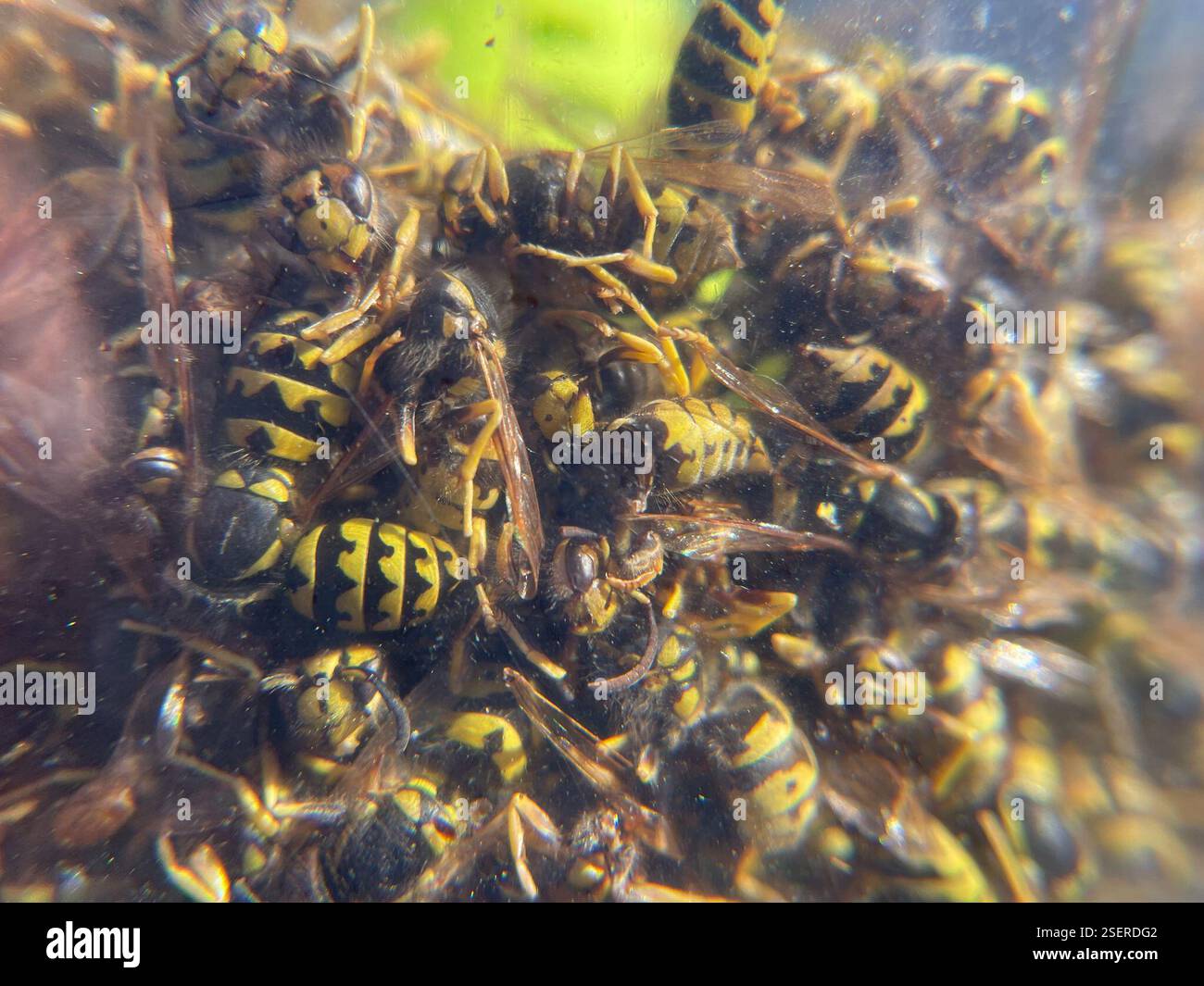 Western Yellowjacket (Vespula pensylvanica), Insecta, Santa Clara ...