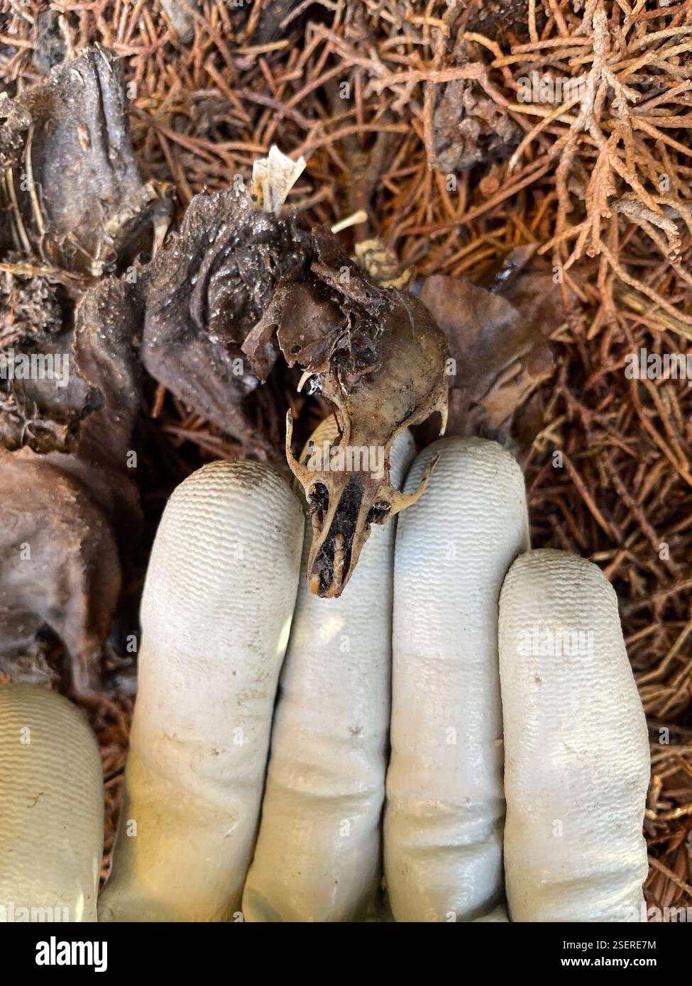 Black Rat (Rattus rattus), Mammalia, Henderson Ave, Sunnyvale, CA, US ...