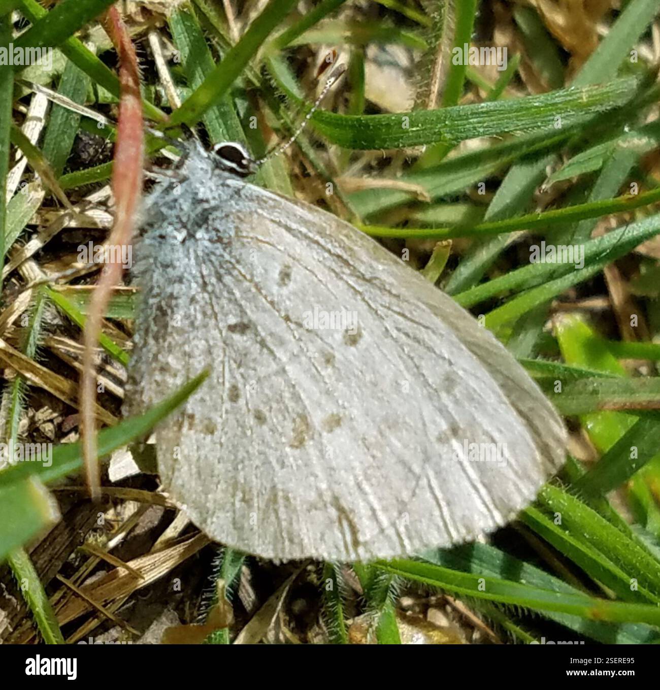 Echo Azure (Celastrina echo), Insecta, Pacific, Arcata, CA, USA Stock ...