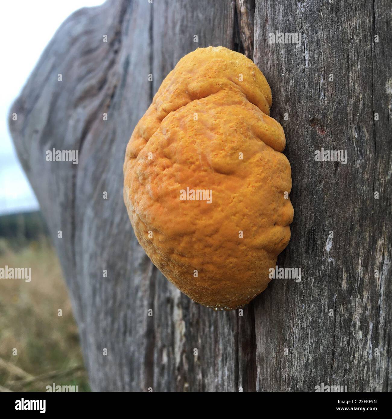 Curry Punk (Piptoporus australiensis), Fungi, Victoria, AU, Growing as ...