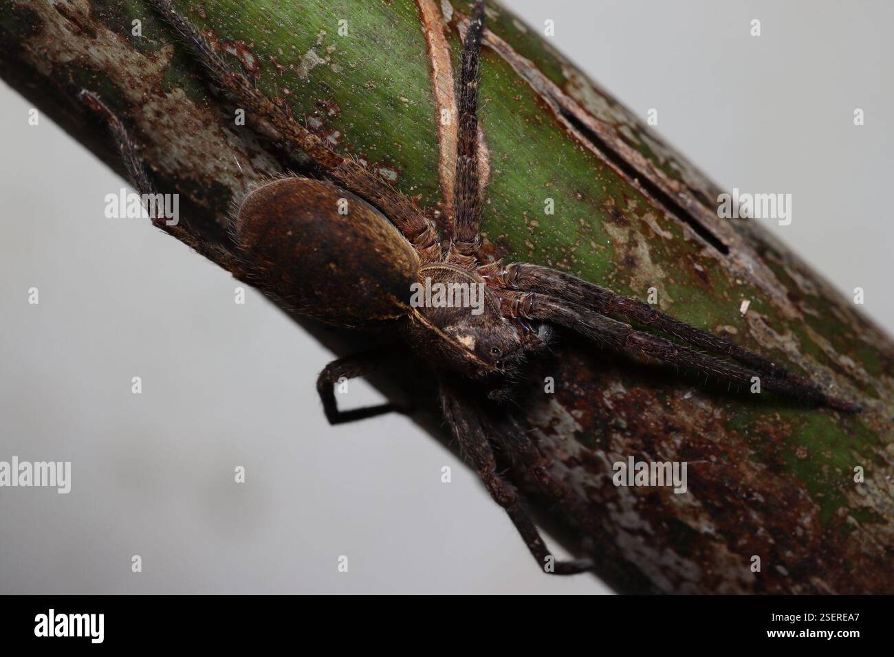 Tropical Wandering Spiders (Ctenus), Arachnida, Araçariguama, SP, 18147 ...