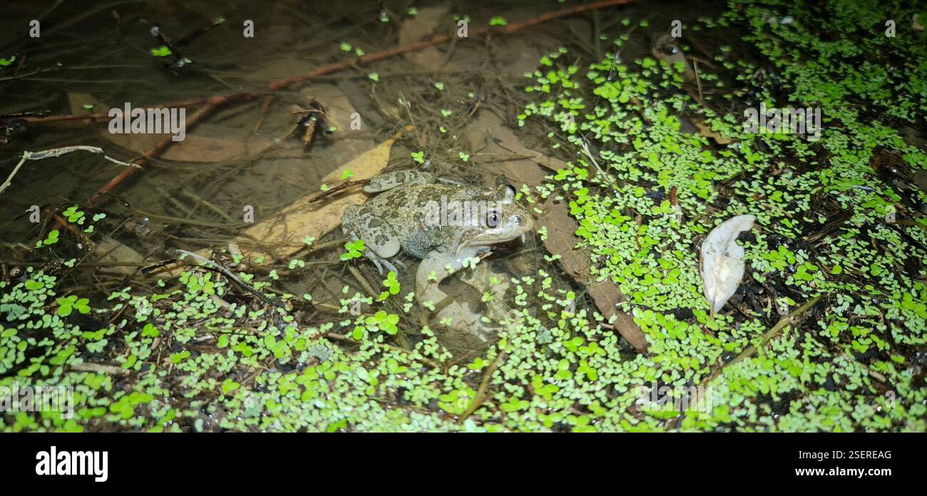 Barking Frog (Limnodynastes fletcheri), Amphibia, Neds Corner VIC 3496 ...