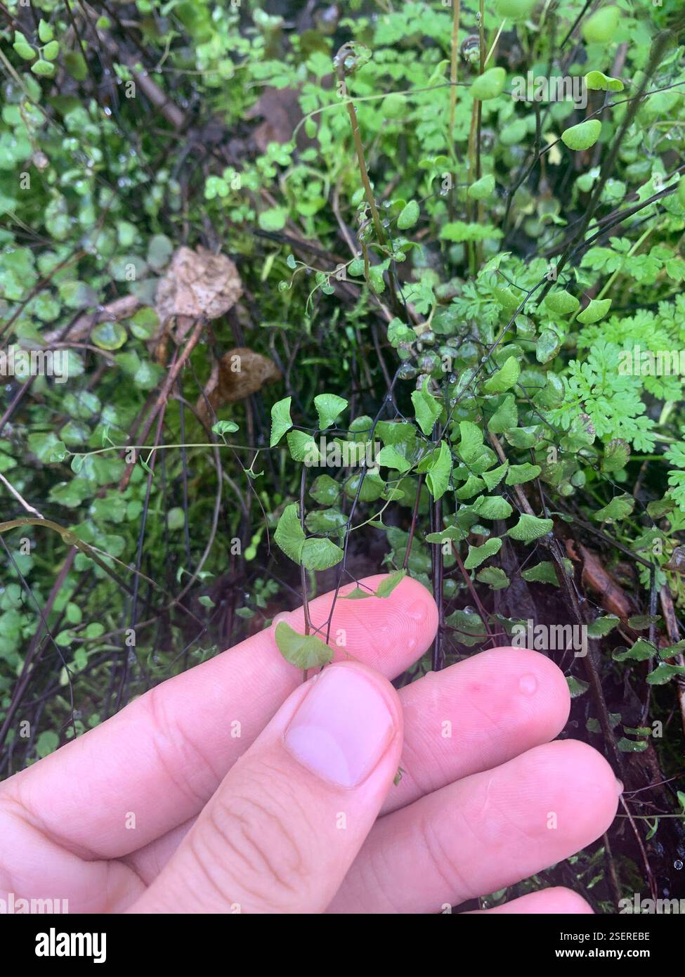 California Maidenhair Fern (Adiantum jordanii), Plantae, Hidden Falls ...