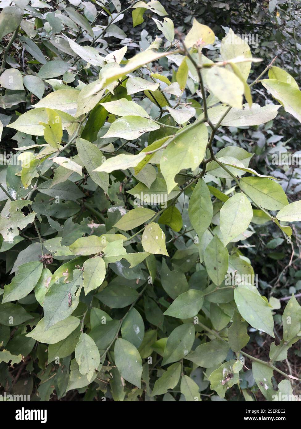indian caper (Capparis sepiaria), Plantae, Central Ridge Forest Area ...