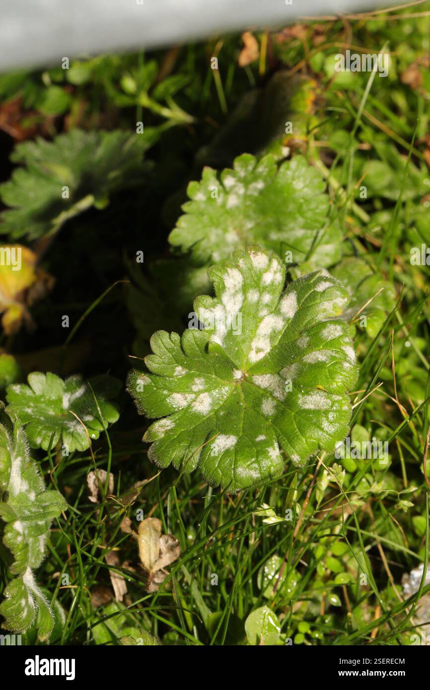 (Erysiphe), Fungi, New Brighton Marine Lake, Marine Drive, New Brighton ...