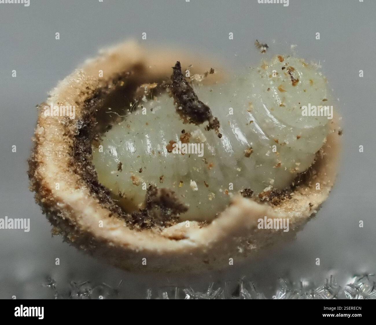 Chalcidoid Wasps (Chalcidoidea), Insecta, East Austin, Austin, TX, USA ...